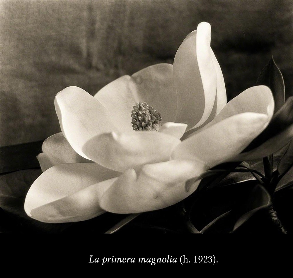Imogen Cunningham, la Georgia O'Keeffe de la fotografía. - 3 minutos de ...