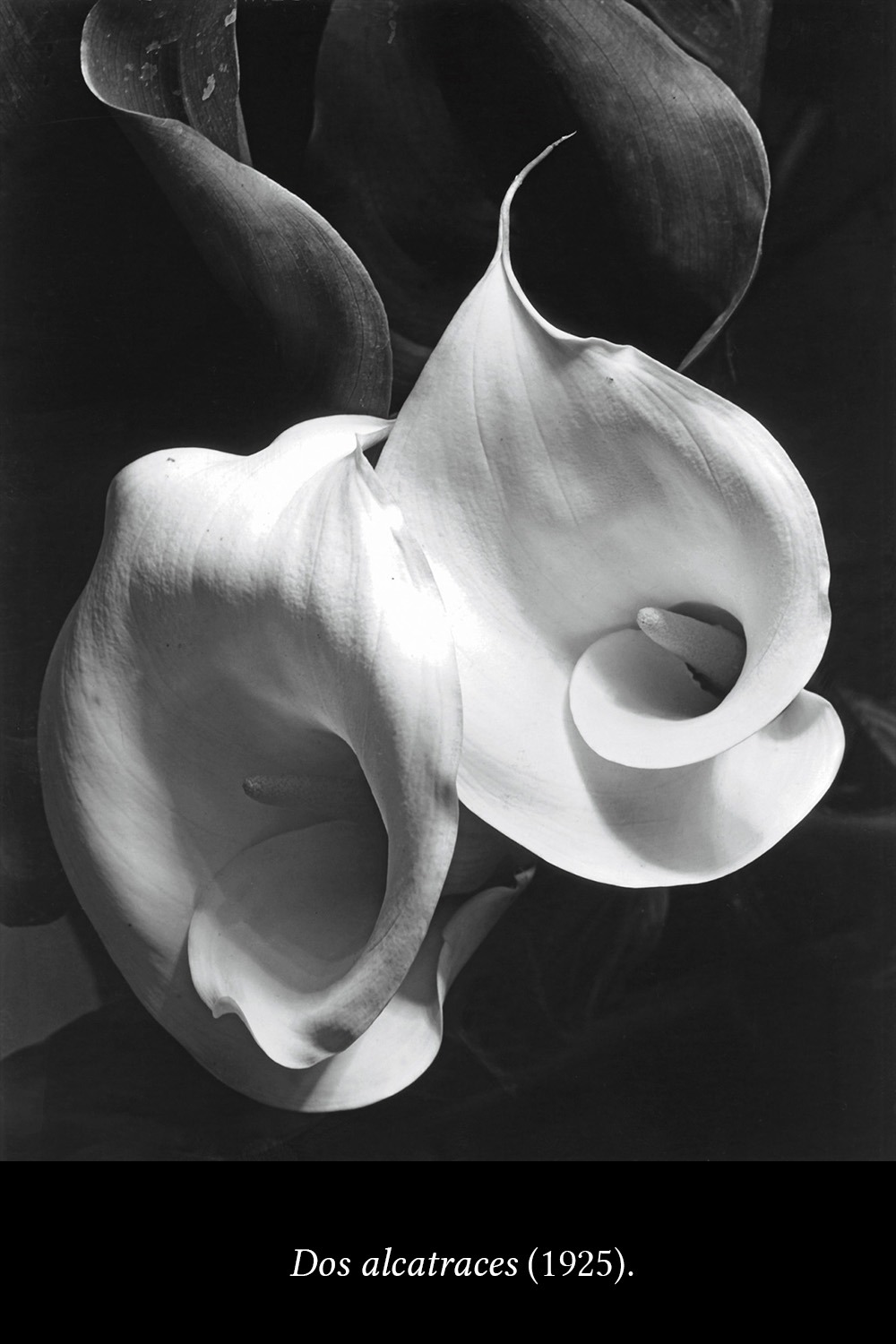 Imogen Cunningham, la Georgia O'Keeffe de la fotografía. - 3 minutos de ...