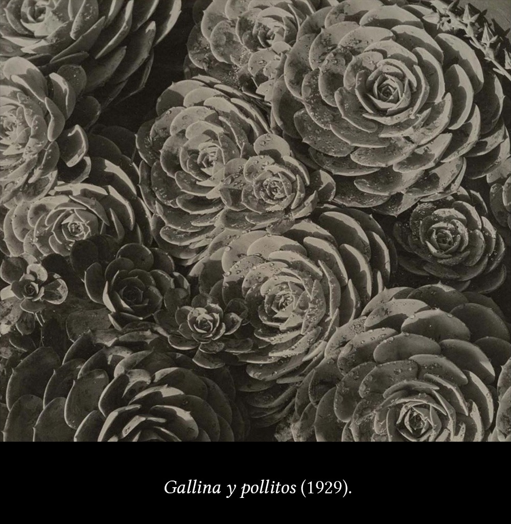 Imogen Cunningham, la Georgia O'Keeffe de la fotografía. - 3 minutos de ...